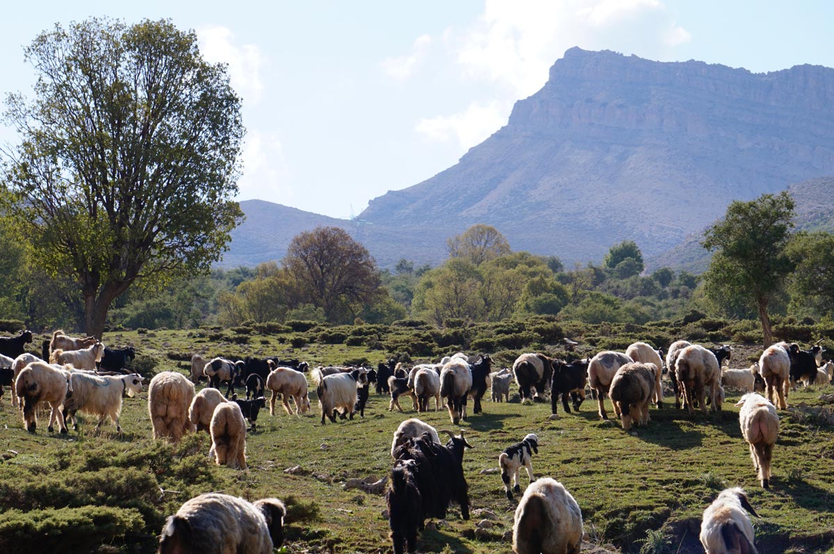 Preservation of Nomadic Lifestyle: An Environmental Must - Iran Nomad Tours